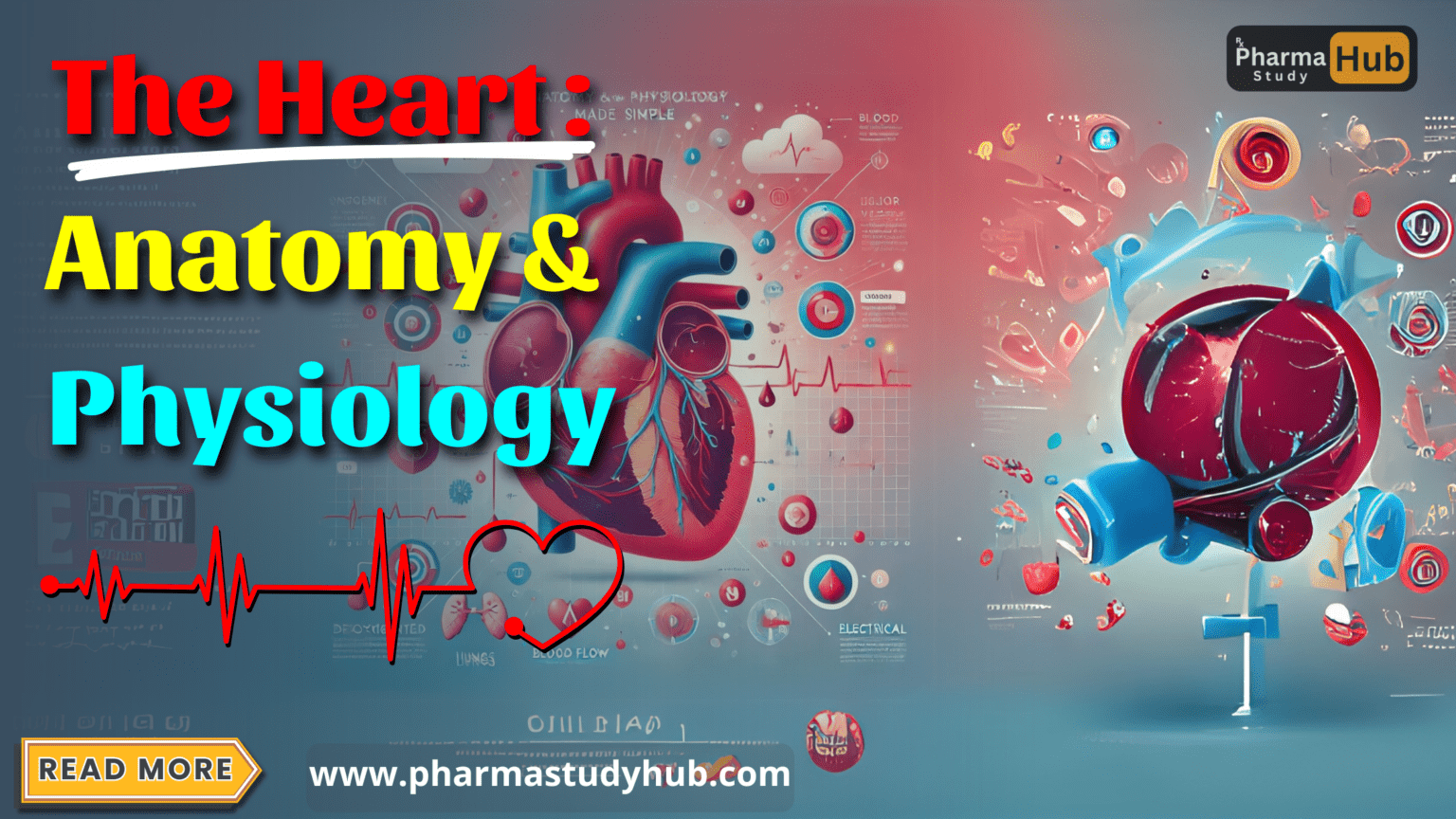 Unveiling the Heart: Anatomy and Physiology Of The Heart