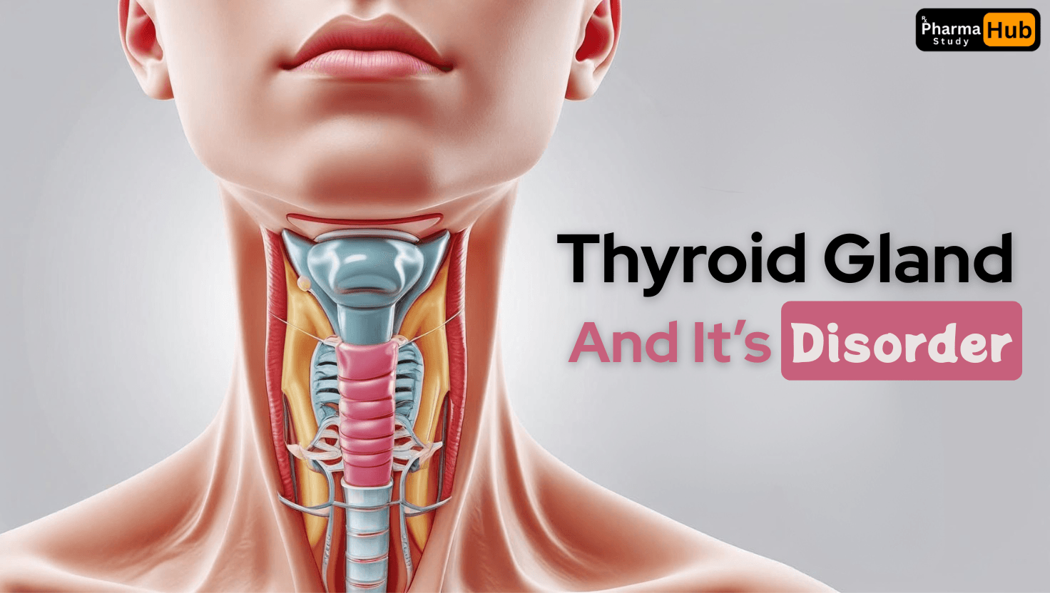 The Thyroid Gland: Understanding Its Role and Common Disorders | Pharma ...